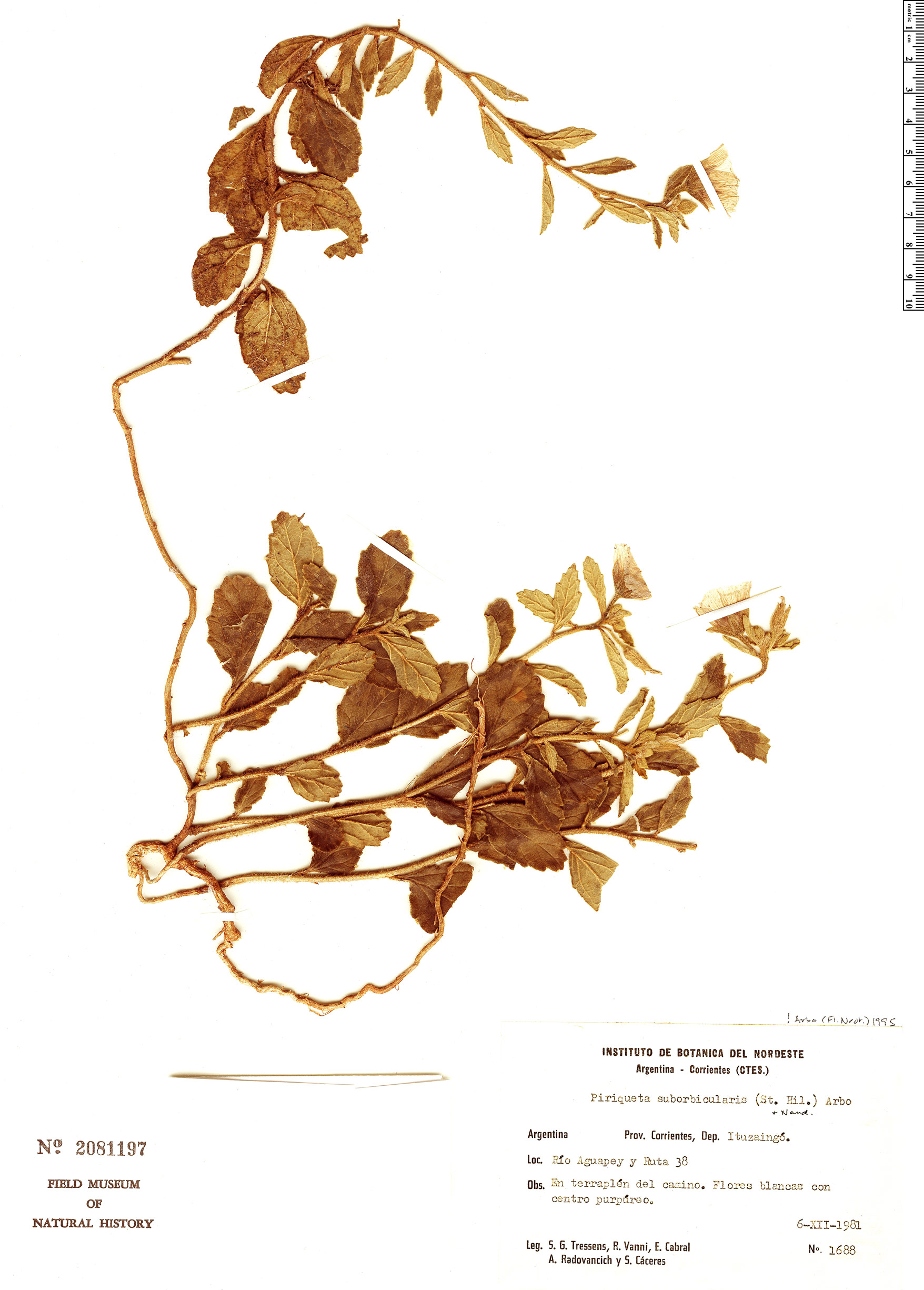 Piriqueta suborbicularis | Rapid Reference | The Field Museum