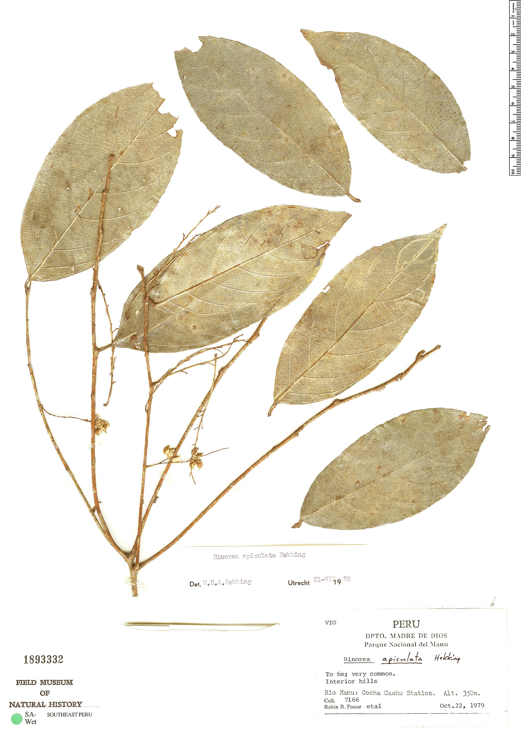 Bribria apiculata | Rapid Reference | The Field Museum