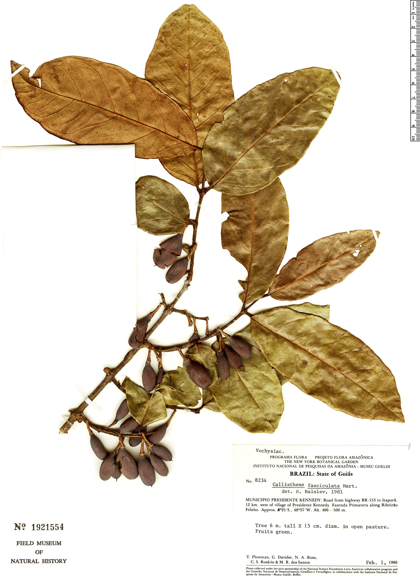 Callisthene fasciculata | Rapid Reference | The Field Museum