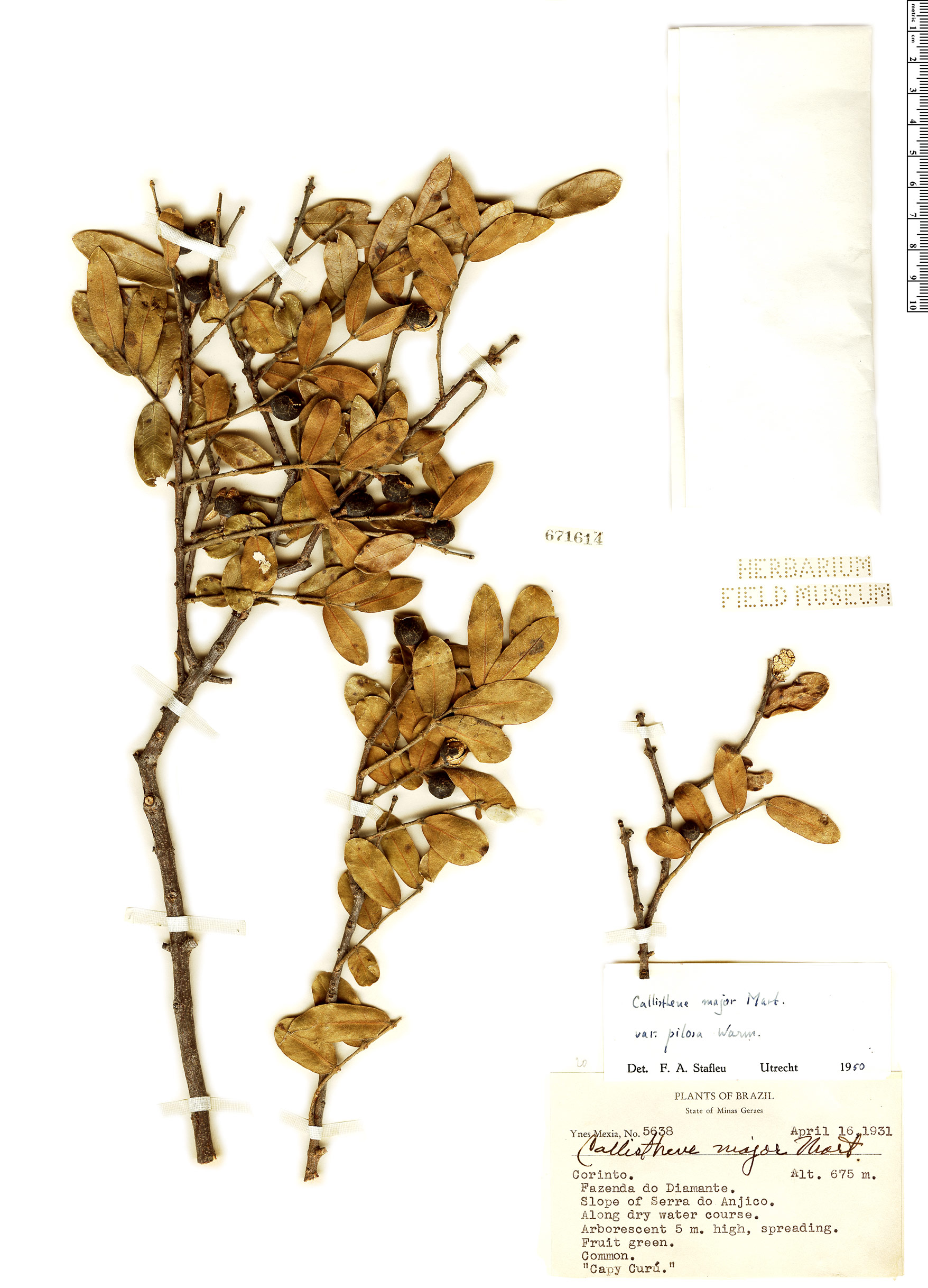 Callisthene major | Rapid Reference | The Field Museum