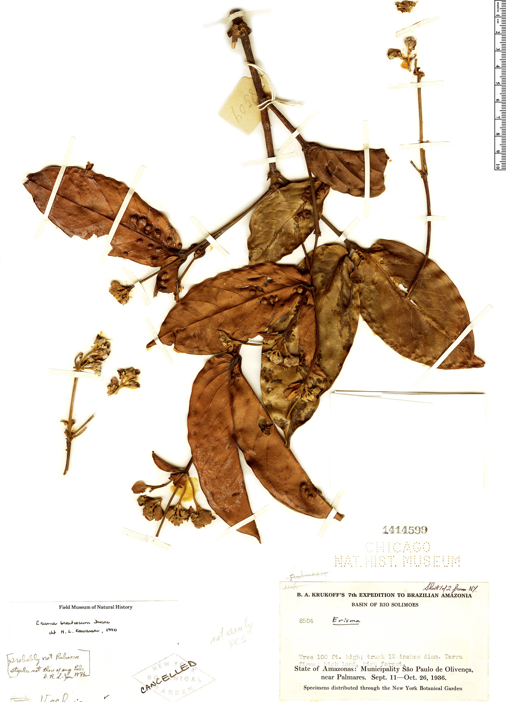 Erisma bracteosum | Rapid Reference | The Field Museum