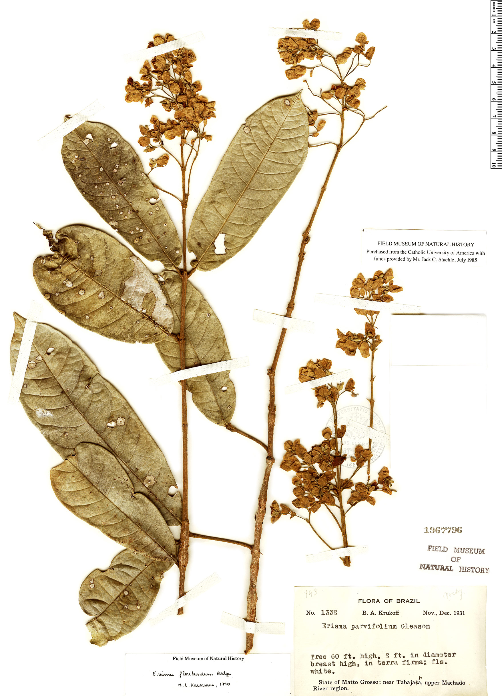 Erisma floribundum | Rapid Reference | The Field Museum