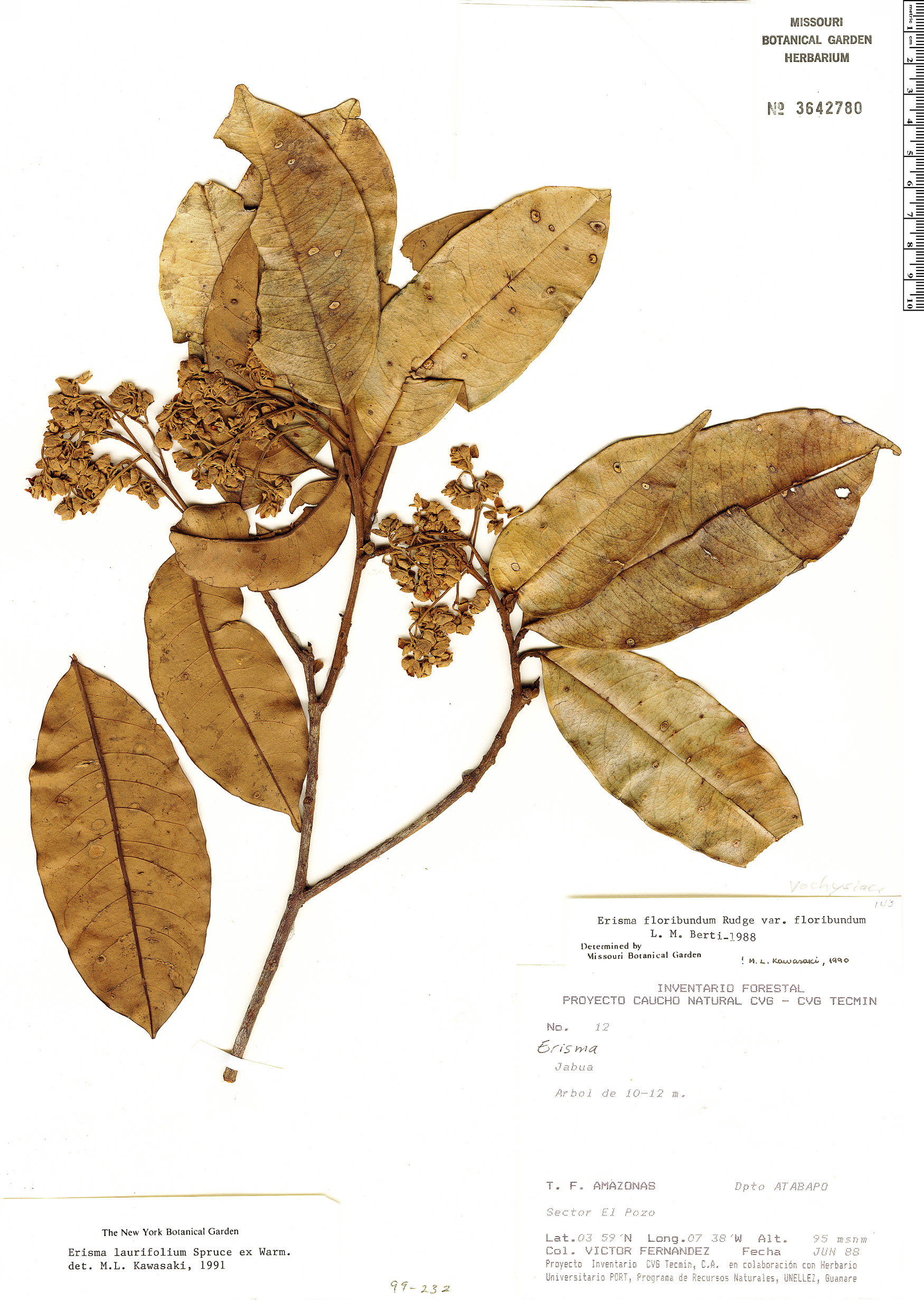 Erisma laurifolium | Rapid Reference | The Field Museum