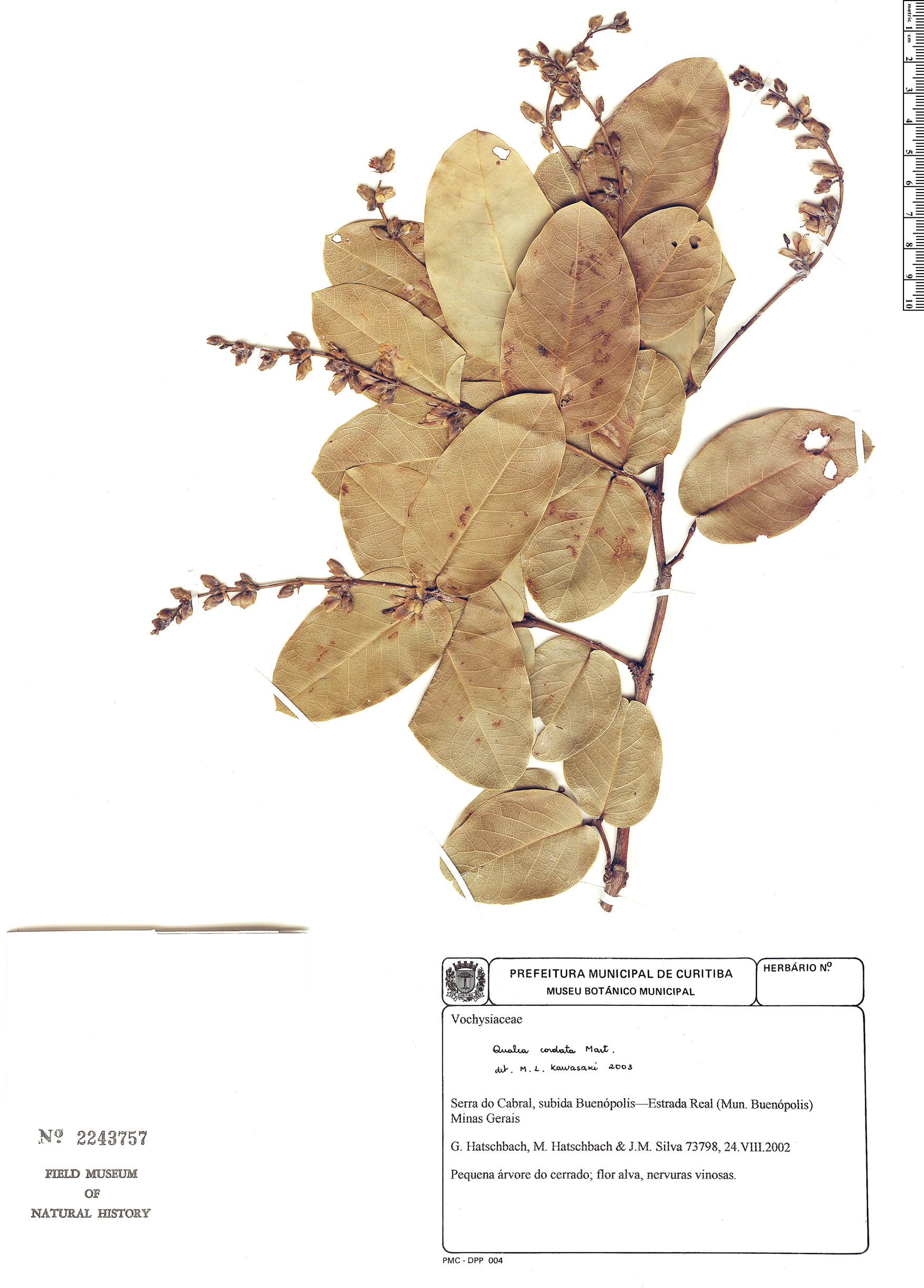 Qualea cordata | Rapid Reference | The Field Museum