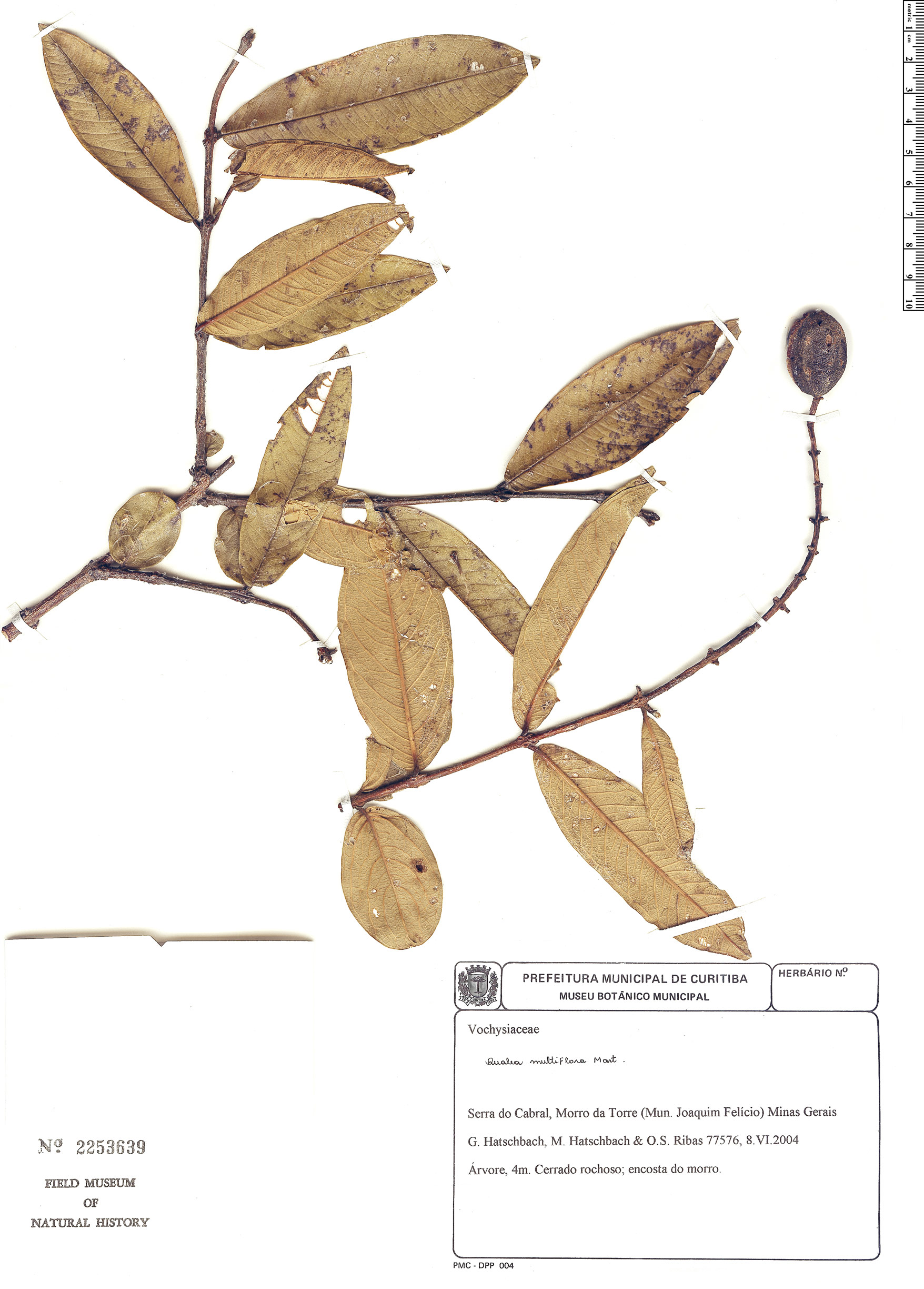 Qualea multiflora | Rapid Reference | The Field Museum