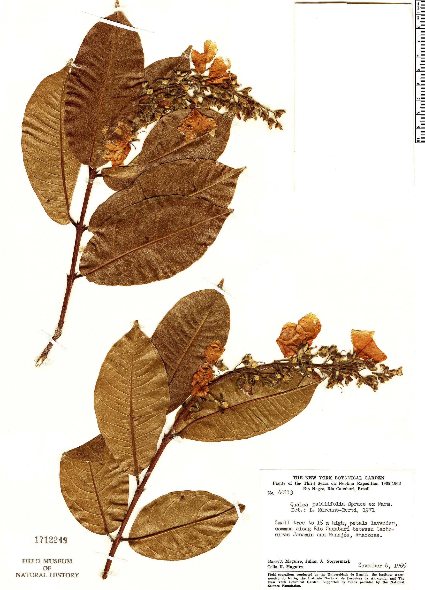 Qualea psidiifolia | Rapid Reference | The Field Museum