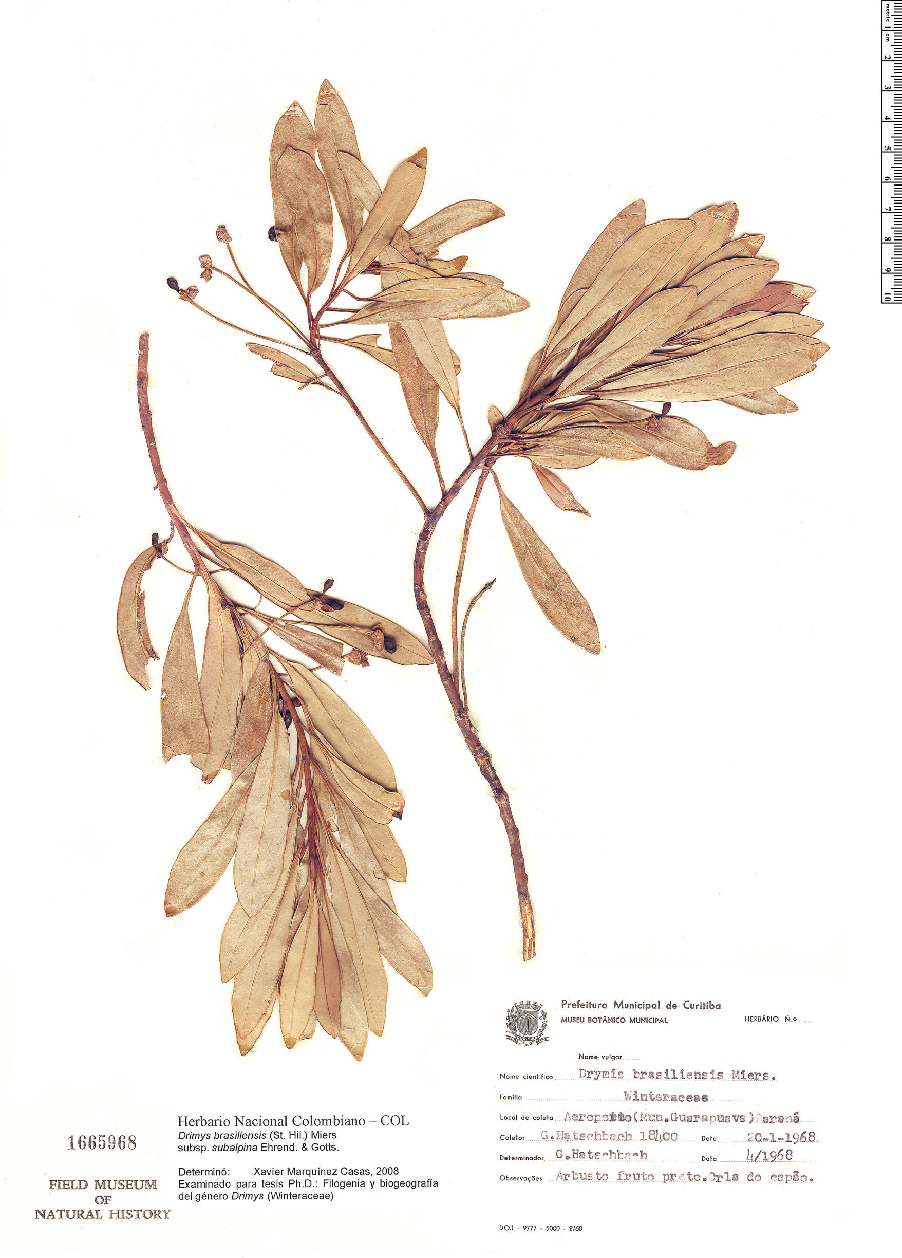 Drimys brasiliensis | Rapid Reference | The Field Museum