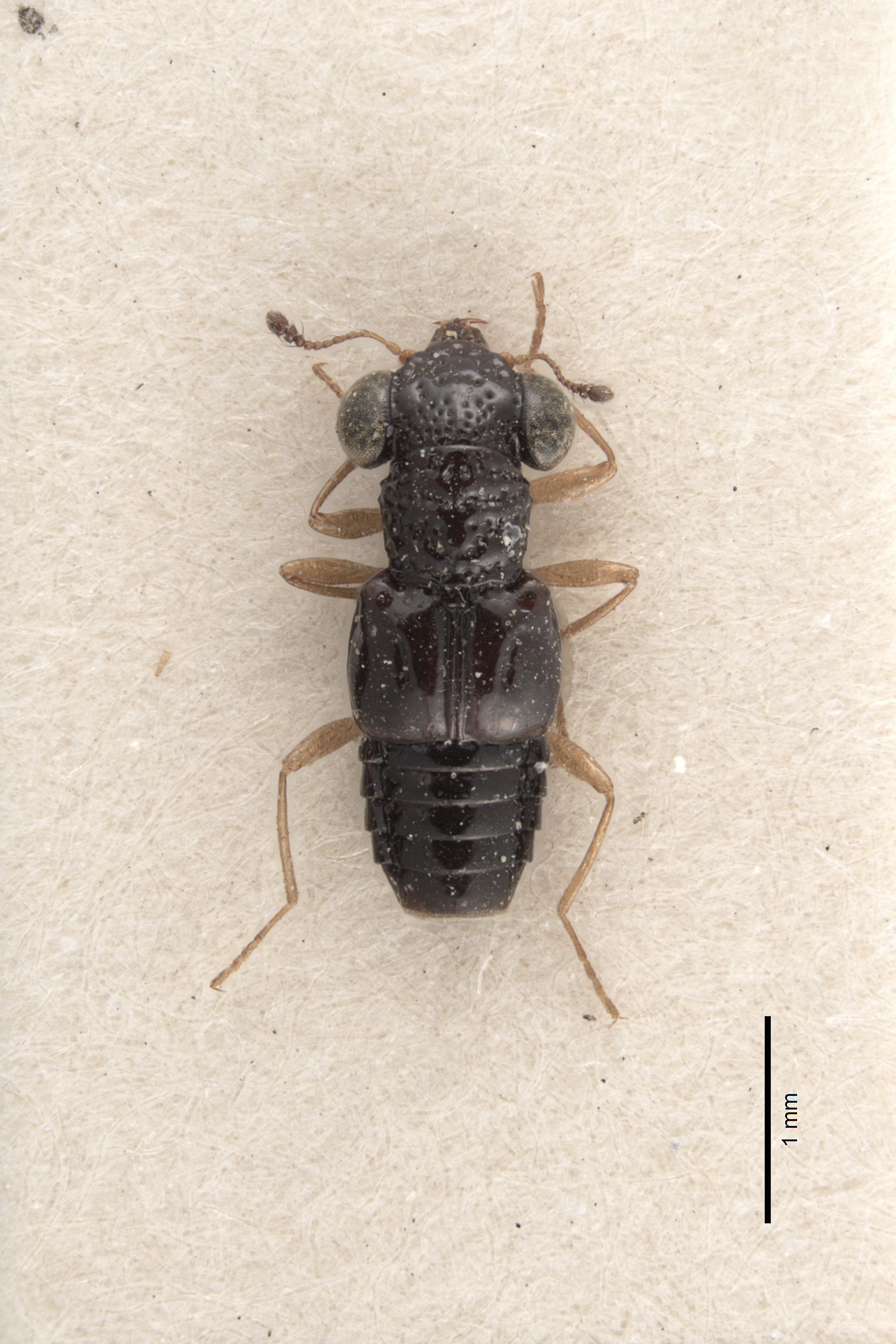 FMNH FMNHINS 0003 047 956 | Zoological Collections